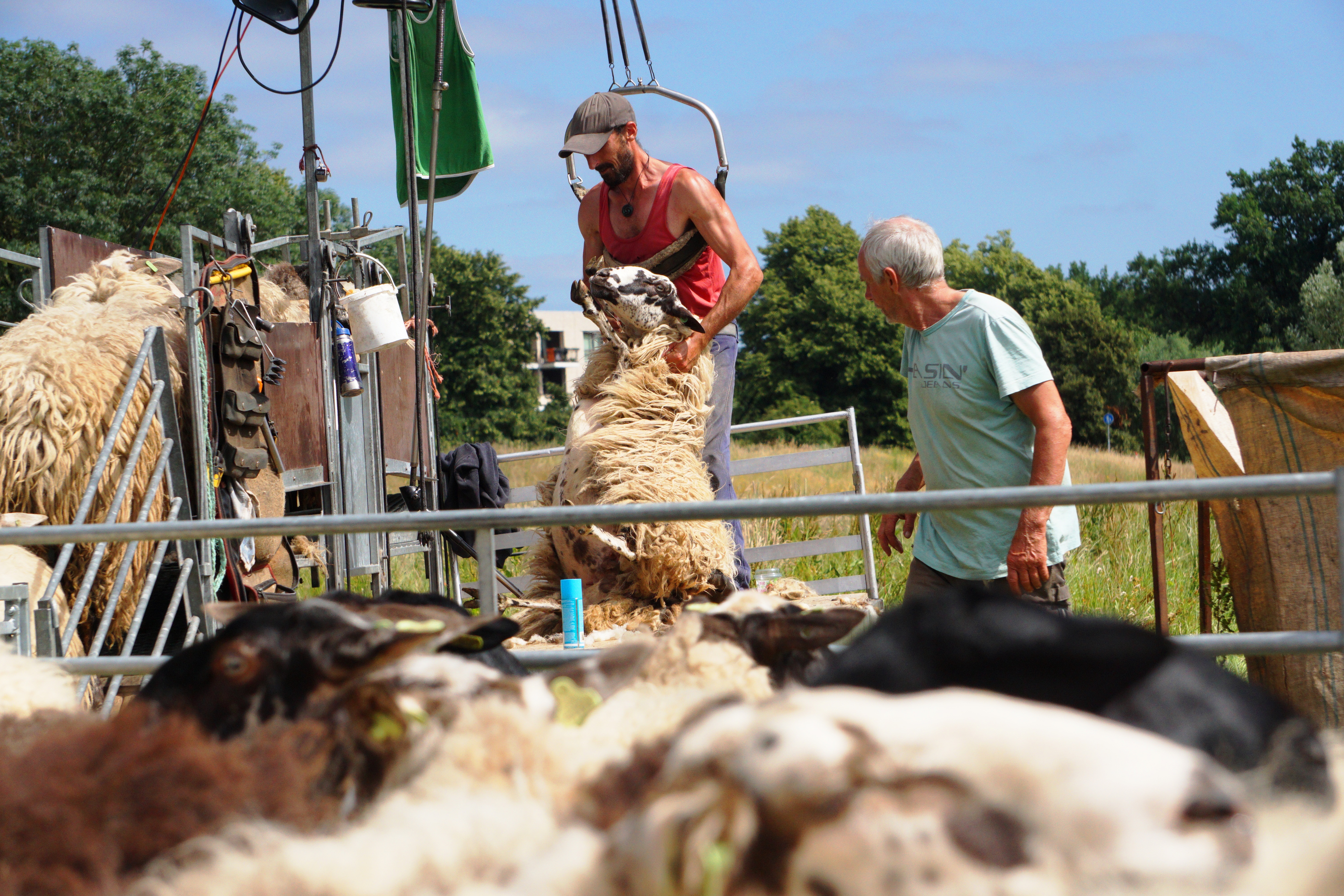Laatste schapen herder Tjitse geschoren » StadshagenNieuws: alles wat ...